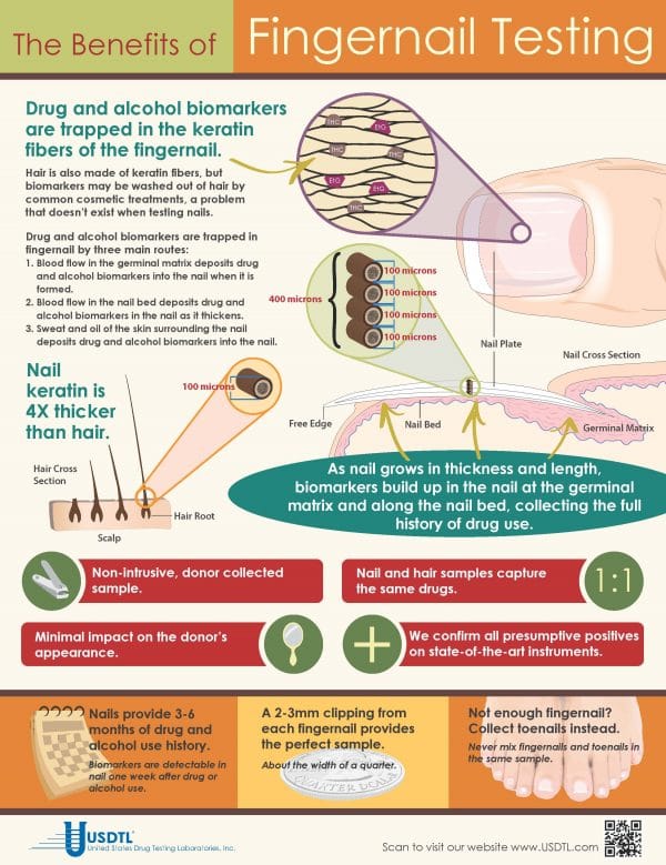 The window of detection when using fingernail clippings for drug ...