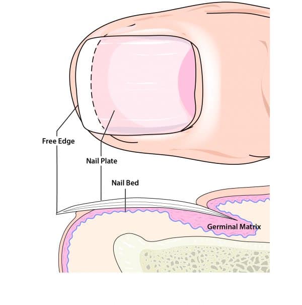 The window of detection when using fingernail clippings for drug ...