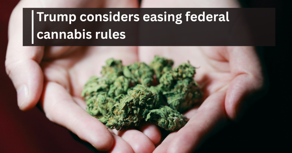 Trump considers easing federal cannabis rules - DATAC
